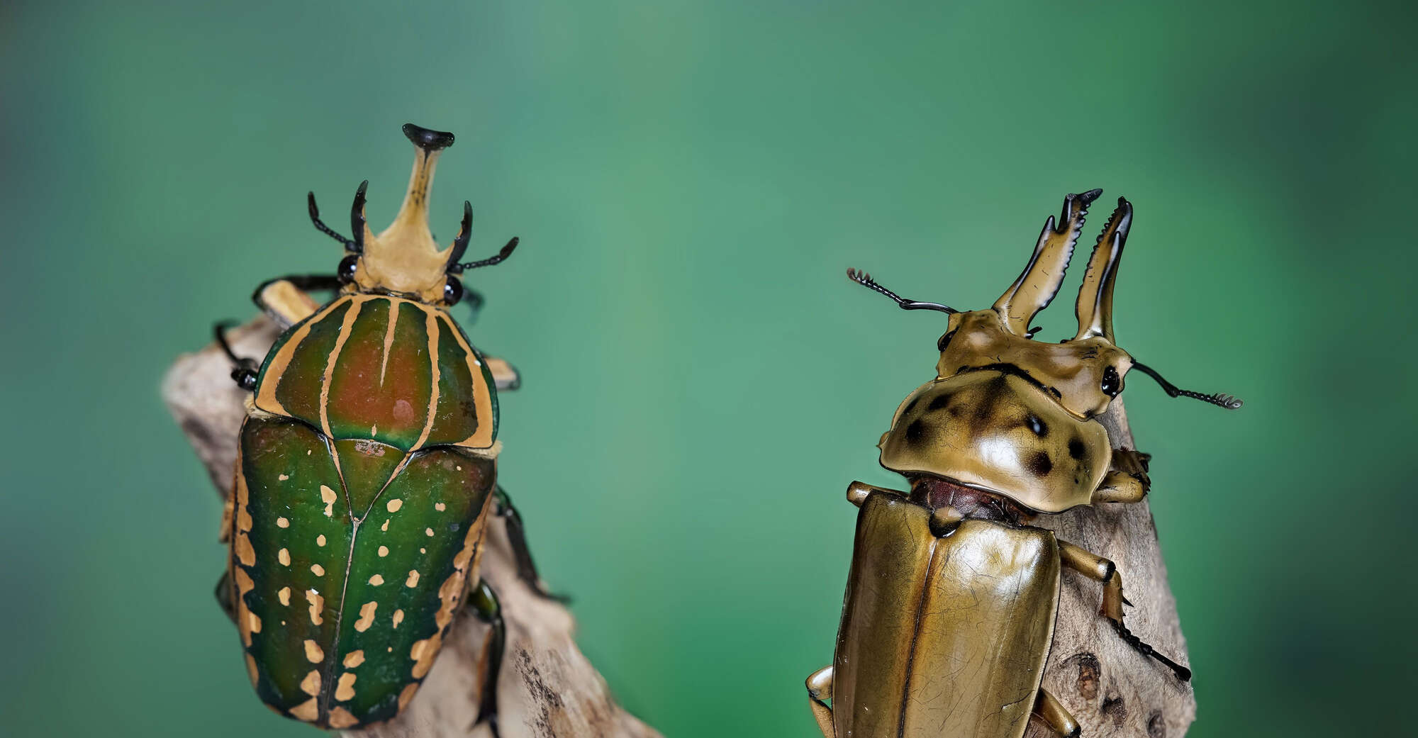 Best Beetle Photos from 35AWARDS Photography Contest