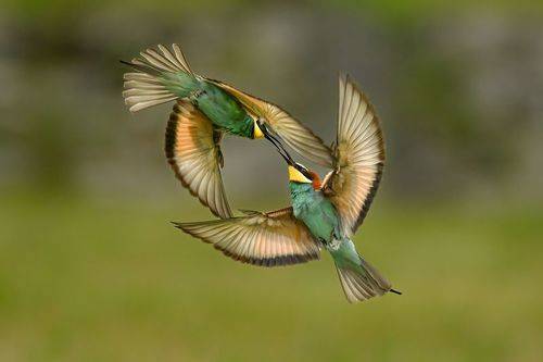 Щурки. Photographer Martin Popov