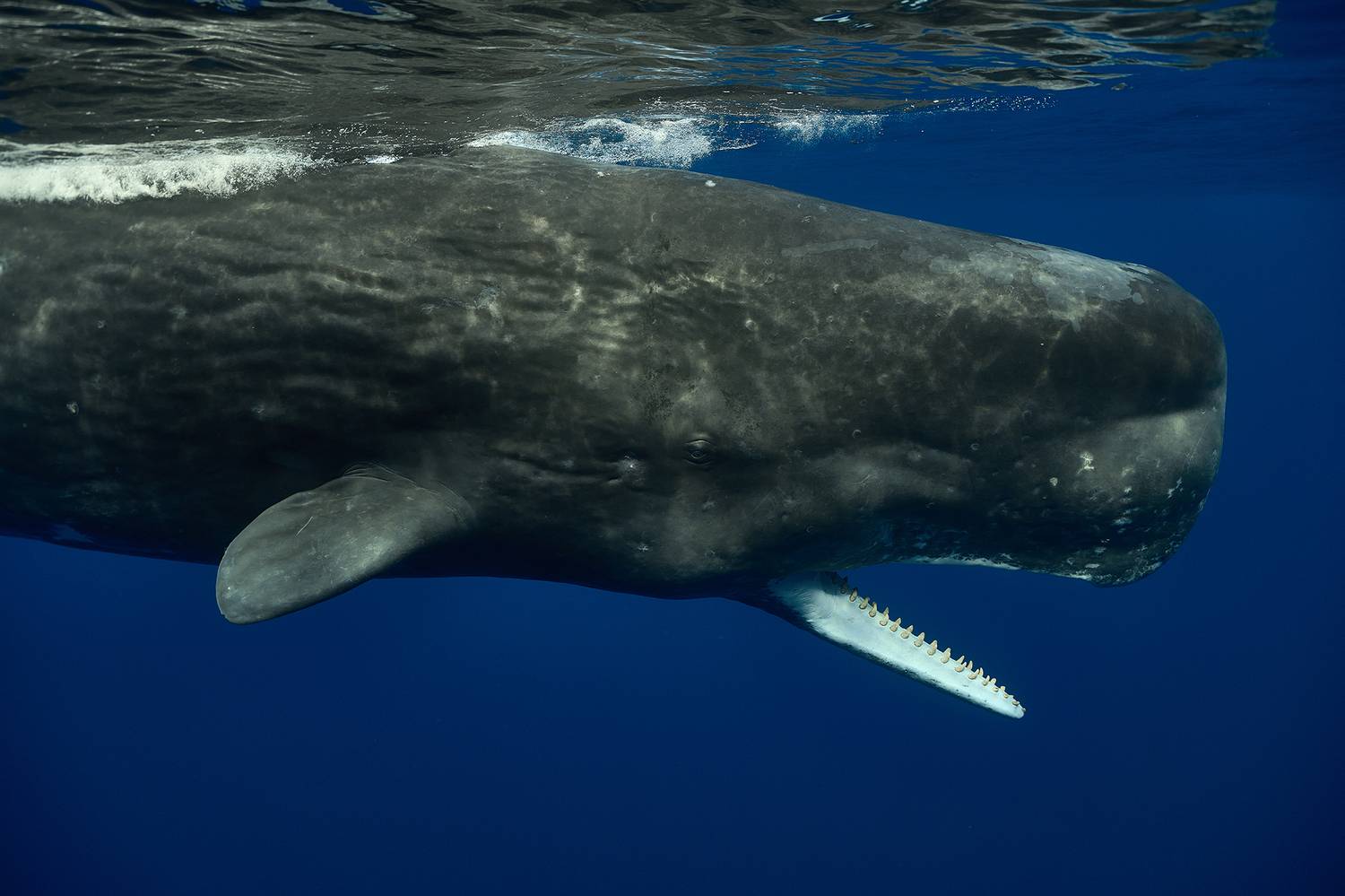 Photo № 12165146. Photographer PAVEL PEREPECHAEV