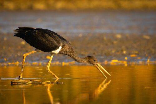 Black stork. Photographer Adamec Robert