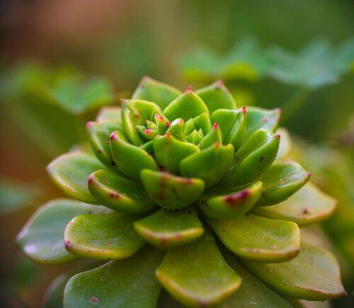 cactus. Photographer David Solodar