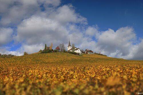 Виноградная Осень. Photographer Matveev Nikolay