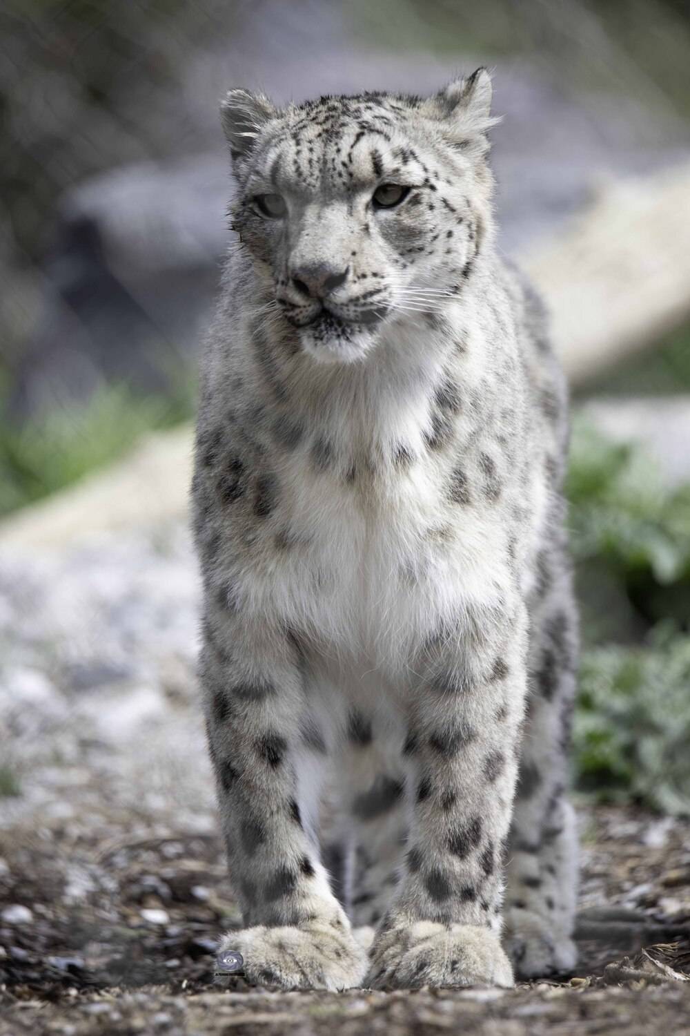 Snow leopard. Photographer Ali Pashang