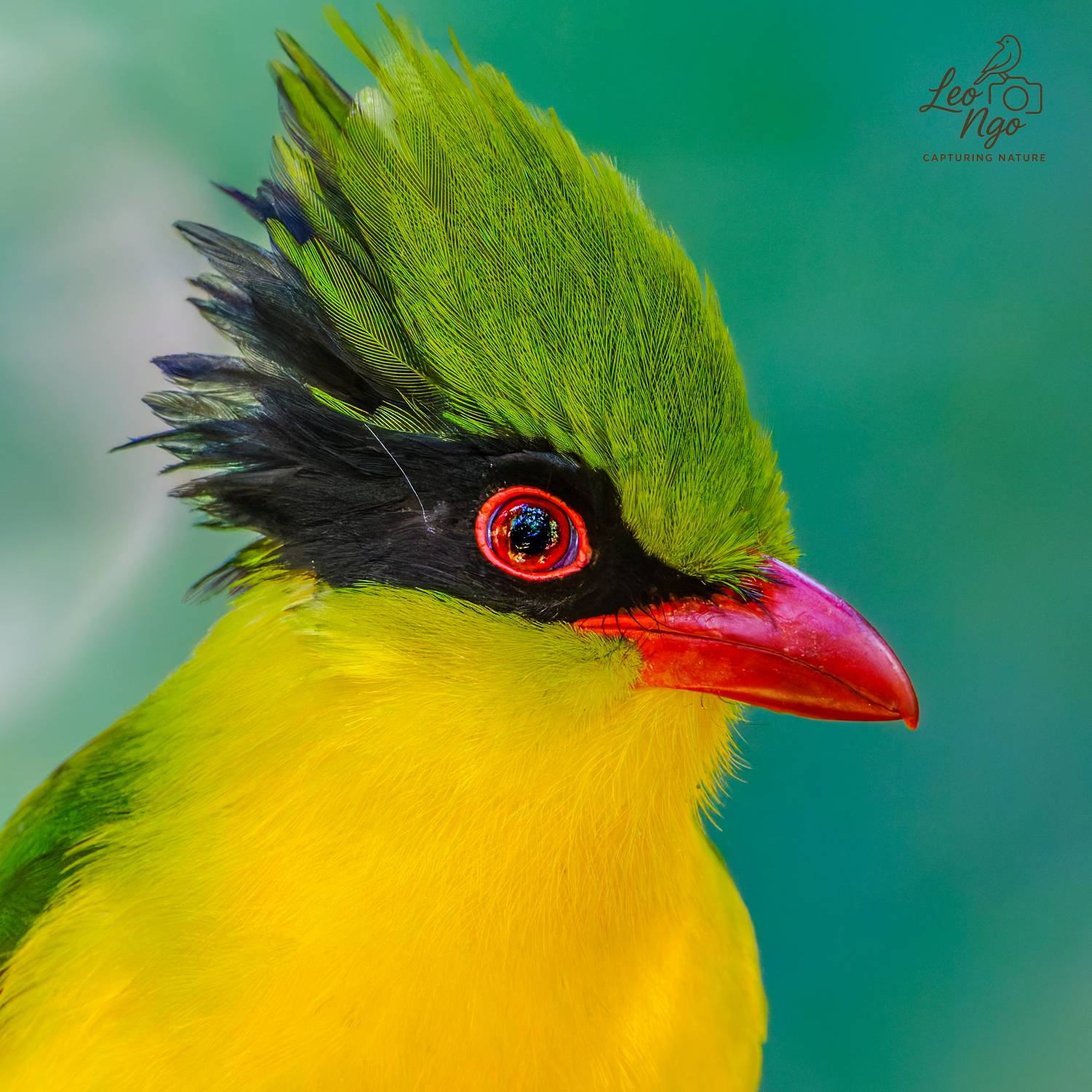 Yellow Breasted Magpie. Photographer Leo Ngo