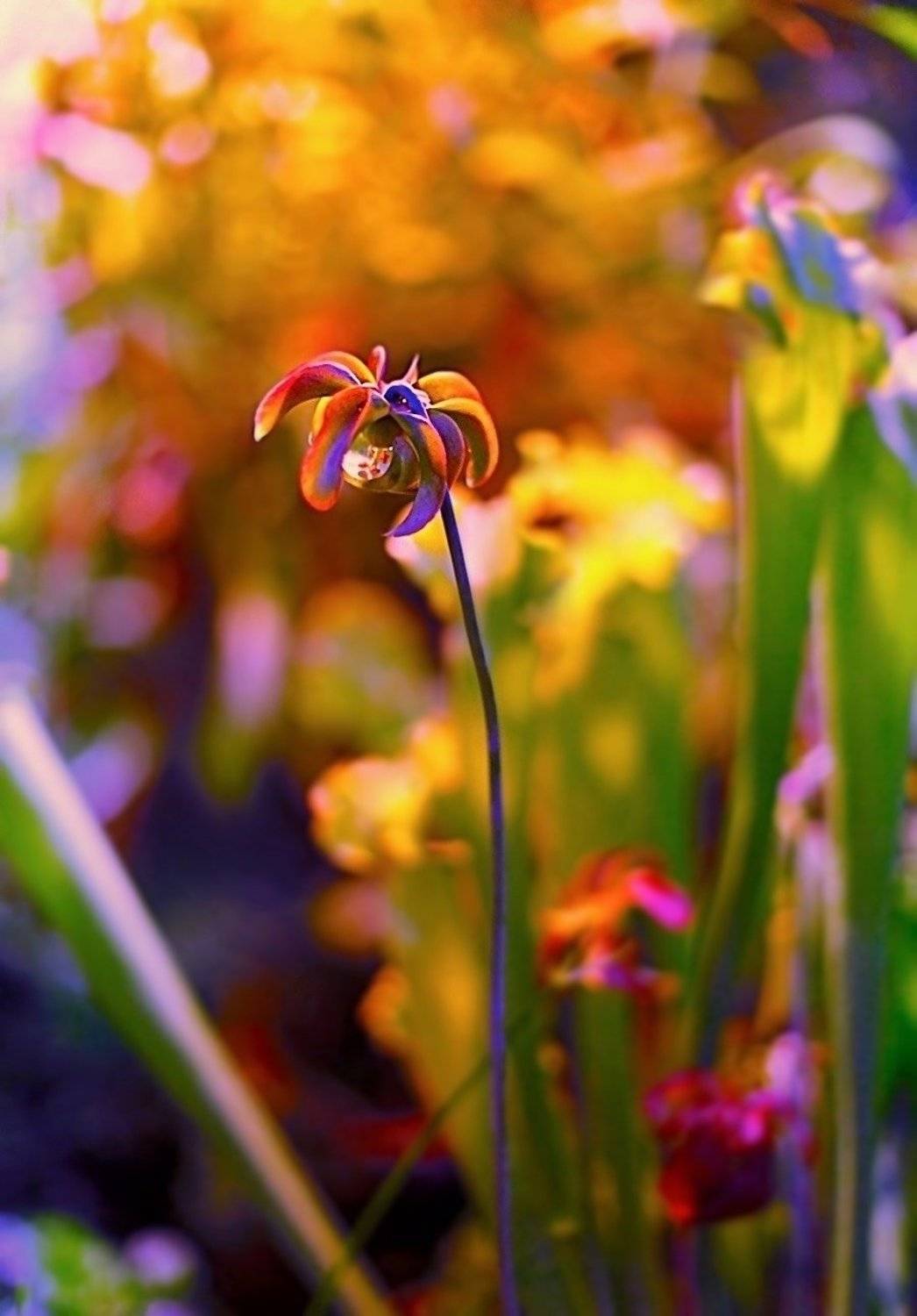 Sarracenia Purpurea. Photographer Julia Kaissa