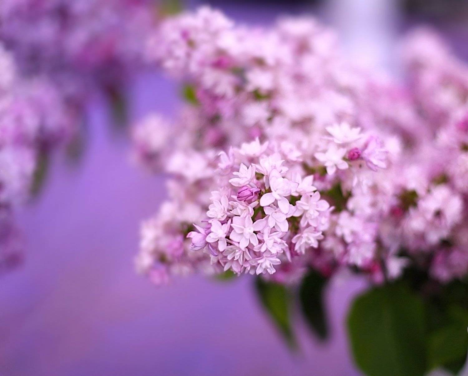 Lilac. Photographer Julia Kaissa