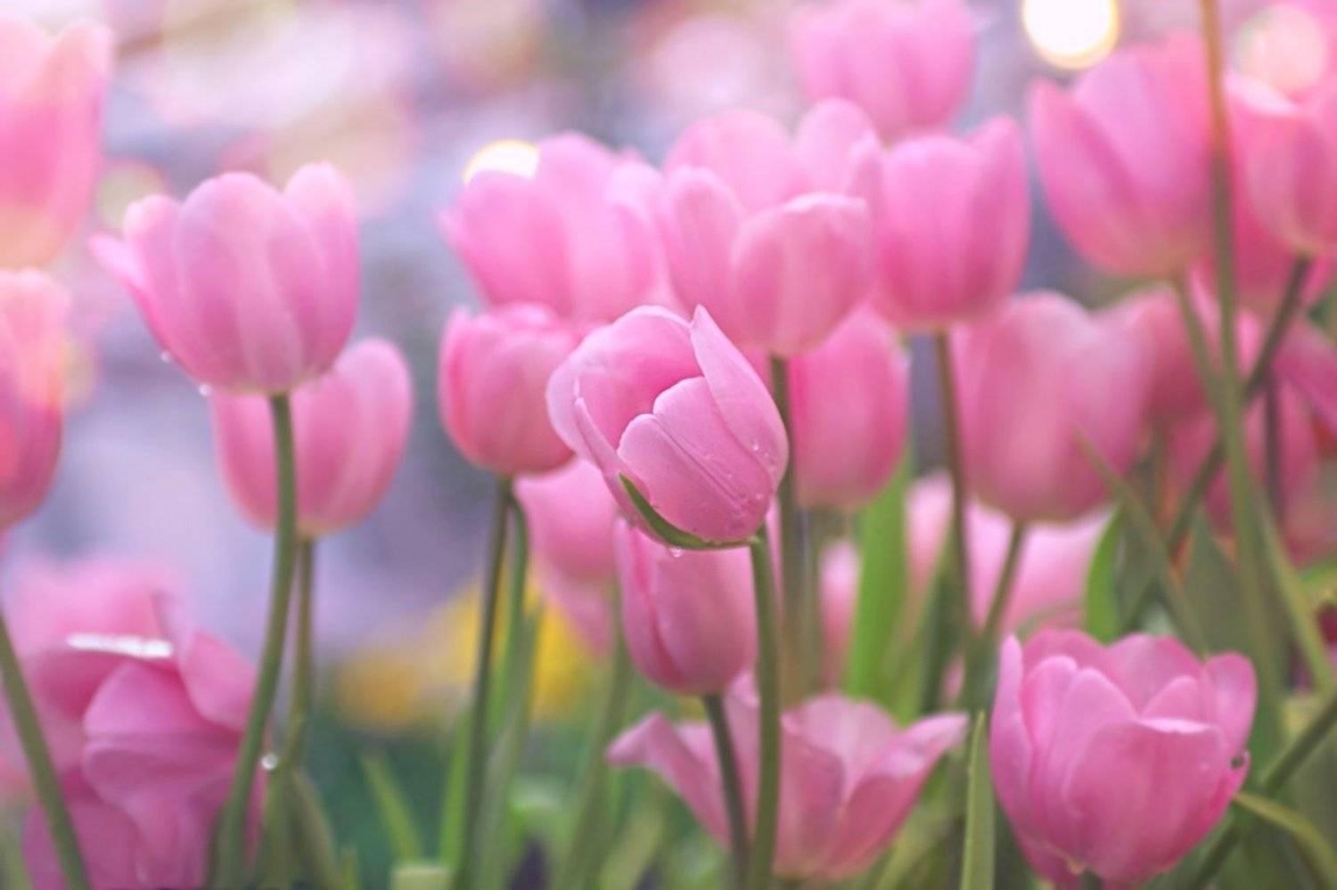 Tulips. Photographer Julia Kaissa